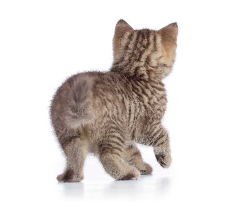 Kitten or Cat Rear Back View Isolated Stock Photo - Image of kitty ...