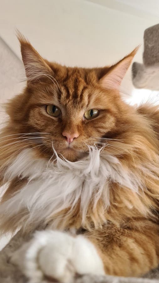 Kitten Cat Red Playing in the Garden Stock Photo - Image of long ...