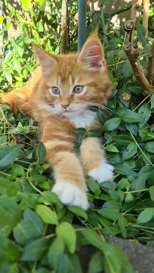 Kitten Cat Red Playing in the Garden Stock Image - Image of cute, happy ...
