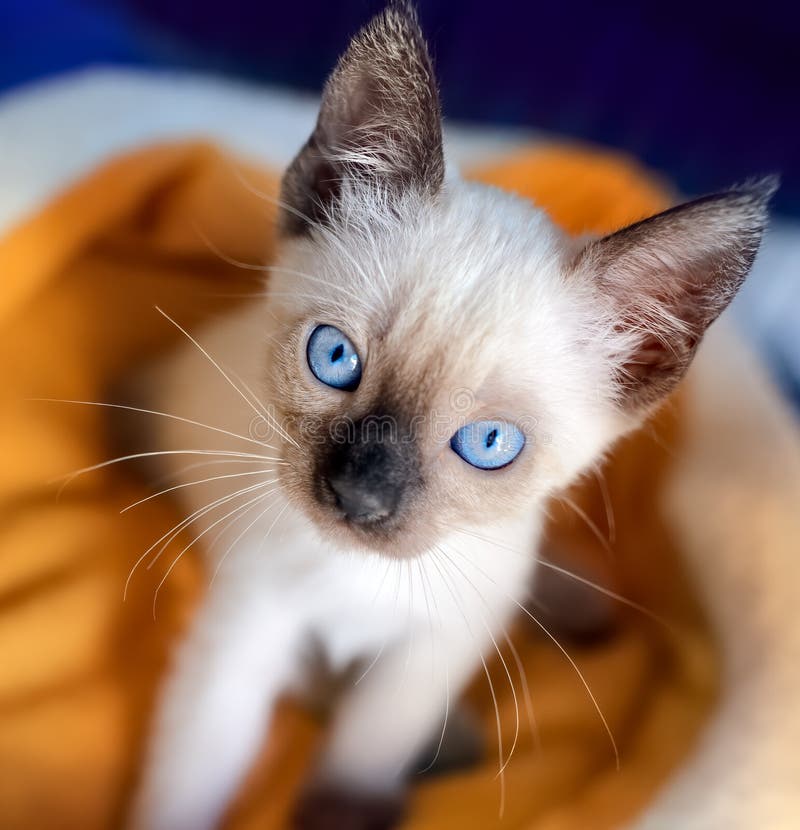 Kitten Cat Siamese Vertical Stock Image - Image of siamese, vertical ...