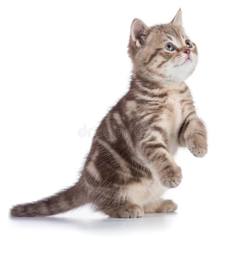 Standing Kitten Cat Side View Isolated Stock Image - Image of brown ...