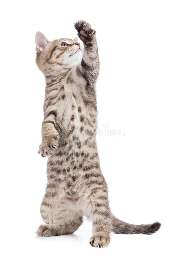 Standing Kitten Cat Side View Isolated Stock Image - Image of brown ...