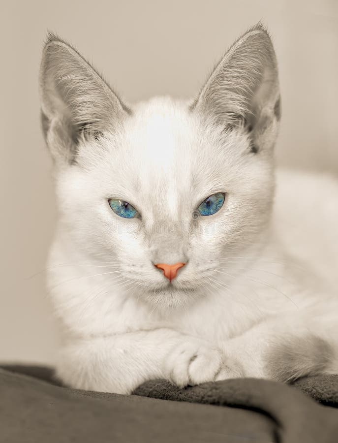 Kitten Cat Vertical stock photo. Image of adoption, pets - 218459740