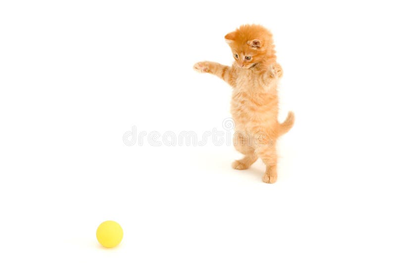 Catch the ball stock photo. Image of beautiful, bright - 2558384