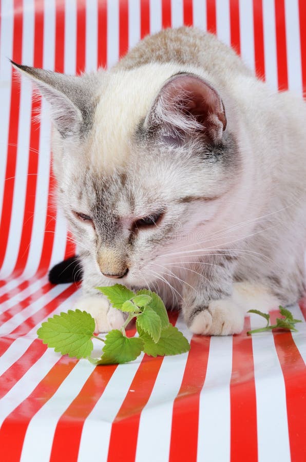 Kitten and catnip stock photo. Image of retro, cute, leaves - 41476346