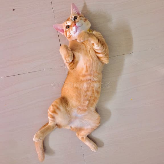 Kitten cats stock photo. Image of simba, name, wallpaper - 220165516