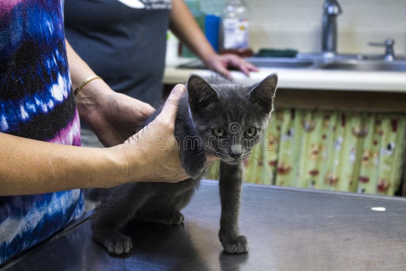 Kitten check up stock image. Image of vets, mammals, outdoor - 72411781