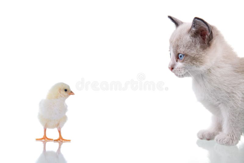 Kitten and baby chick stock photo. Image of friend, calico - 2863166