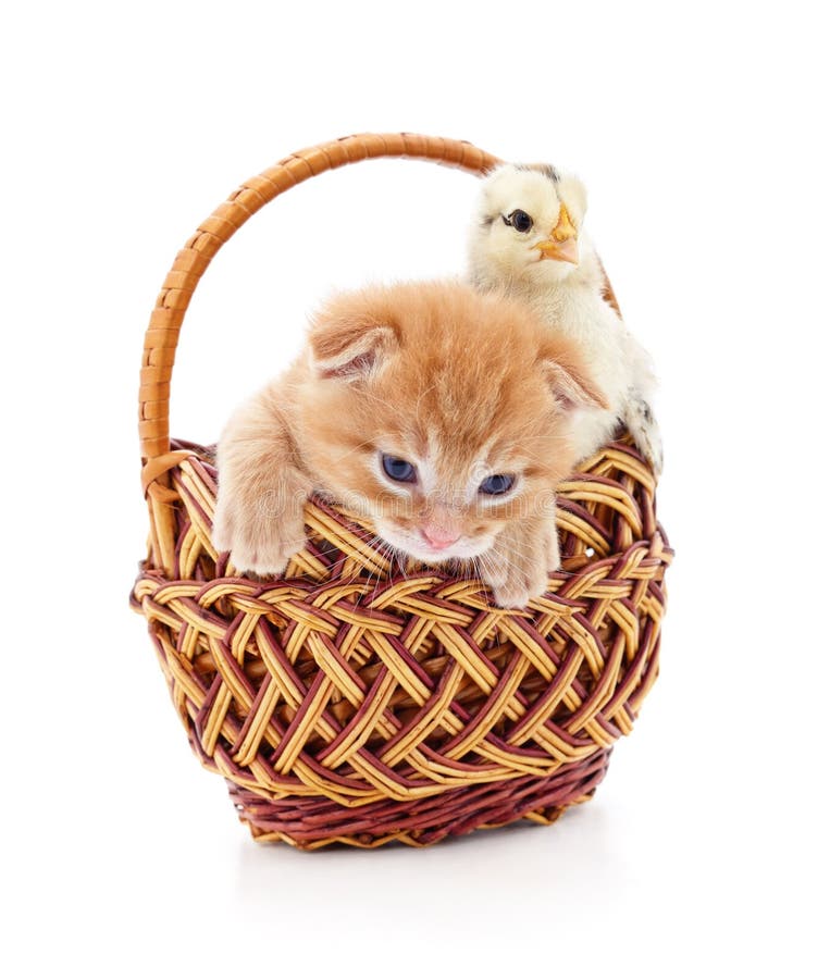Kitten and Chicken in the Basket Stock Photo - Image of bird, large ...