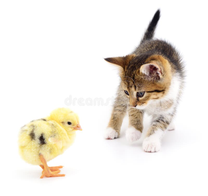 Kitten and chicken. stock image. Image of small, chicken - 86056665