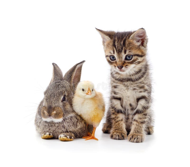 Kitten with Chicken and Bunny Stock Photo - Image of white, small ...