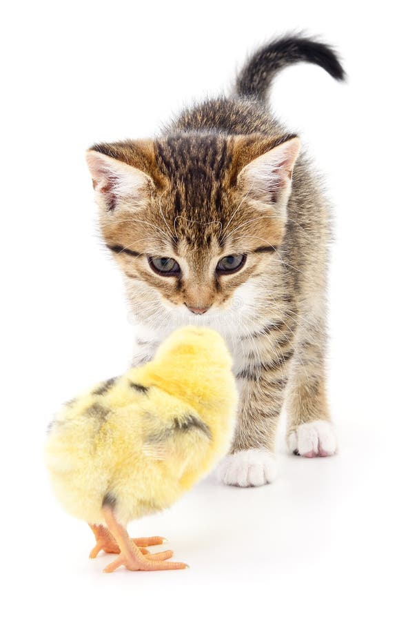 351 Baby Chicken Kitten Stock Photos - Free & Royalty-Free Stock Photos ...