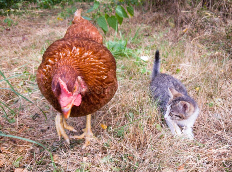 Cat and chicken stock image. Image of whiskers, wildlife - 192717339