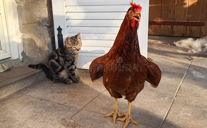 Cat and chicken stock image. Image of whiskers, wildlife - 192717339
