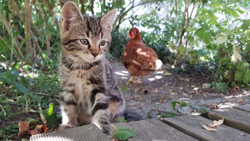 Kitten and chicken stock image. Image of duck, chicken - 204402619