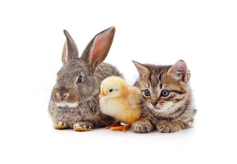 Kitten and Chicken with a Rabbit Stock Photo - Image of isolated ...