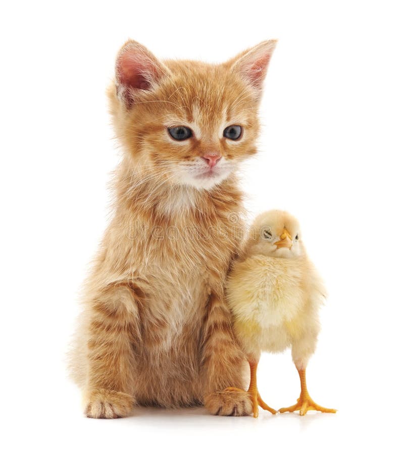 Kitten and chicken stock image. Image of humor, friendship - 142447587