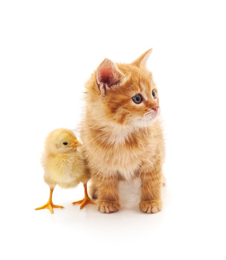 Chicken on kitten. stock image. Image of security, farm - 62807719