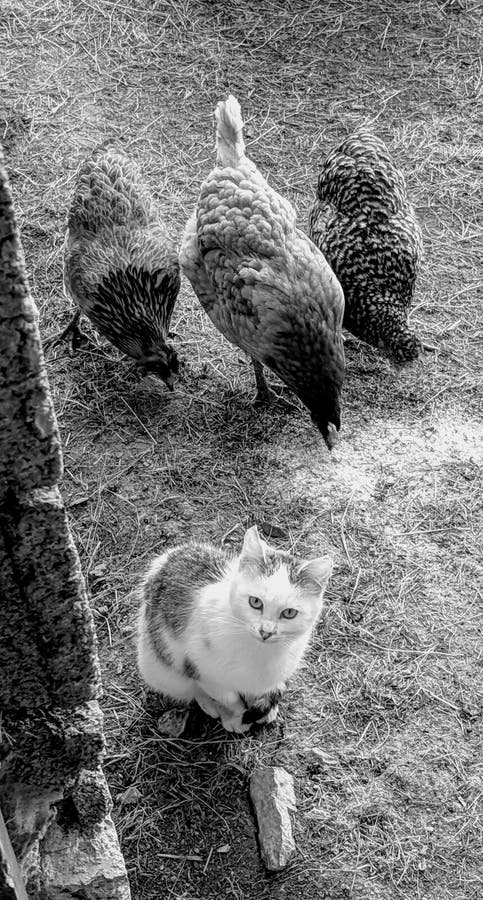 Kitten and chicken stock photo. Image of kitten, rural - 144733320