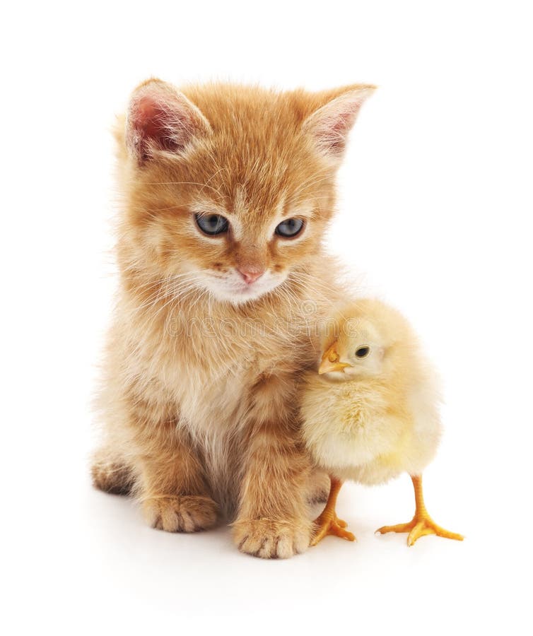 Kitten and baby chick stock photo. Image of friend, calico - 2863166