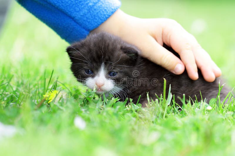 Kitten in a child hand stock photo. Image of face, hold - 25386236