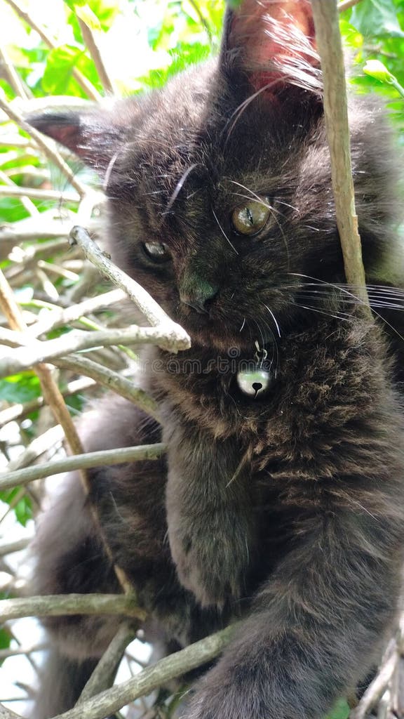 Kitten chill in the tree stock photo. Image of kitten - 209218402