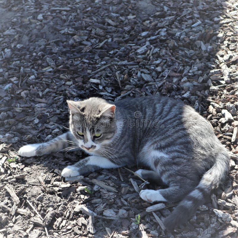 A kitten chilling stock image. Image of chilling, autumn - 227366303