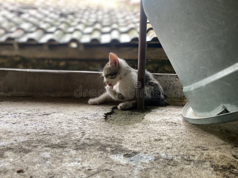 The Kitten is Cleaning Itself Stock Image - Image of pattern, orange ...
