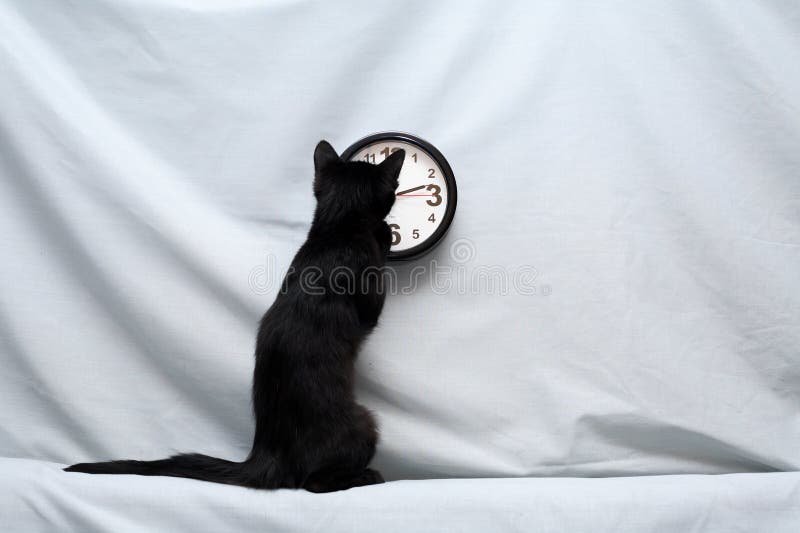 Kitten and Clock stock image. Image of care, animal - 304818019