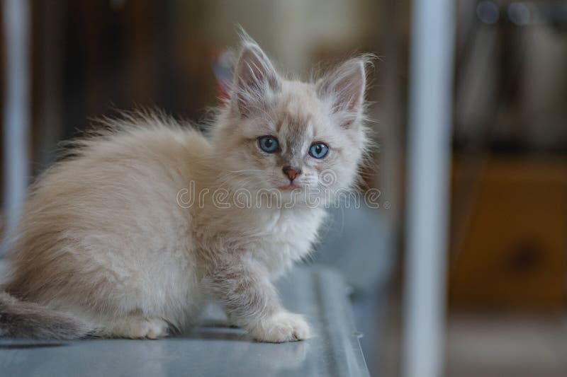 Kitten Close-up Portrait Sitting and Looking at the Camera Stock Photo ...