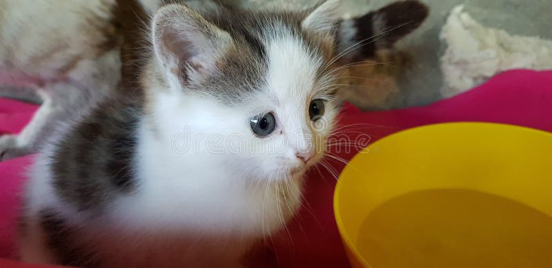 Kitten with colors stock photo. Image of mammal, whiskers - 193316848