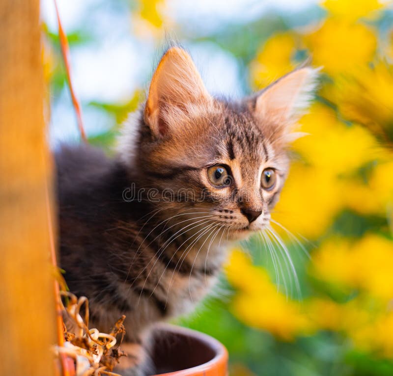 Kitten in Colors for Printed Products . a Little Kitten. a Pet Stock ...