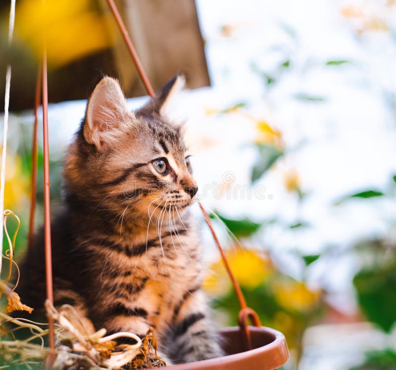 Kitten in Colors for Printed Products . a Little Kitten. a Pet Stock ...