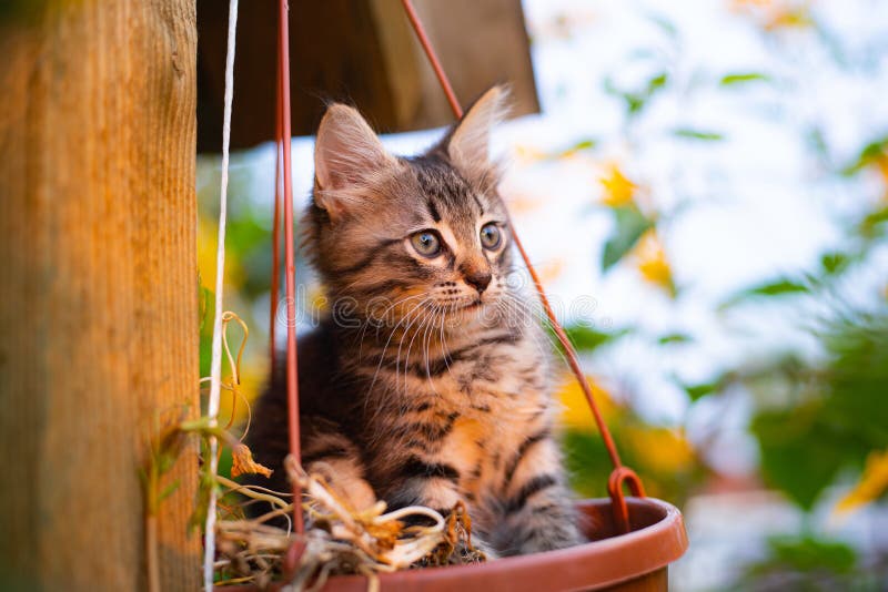 Kitten in Colors for Printed Products . a Little Kitten. a Pet Stock ...