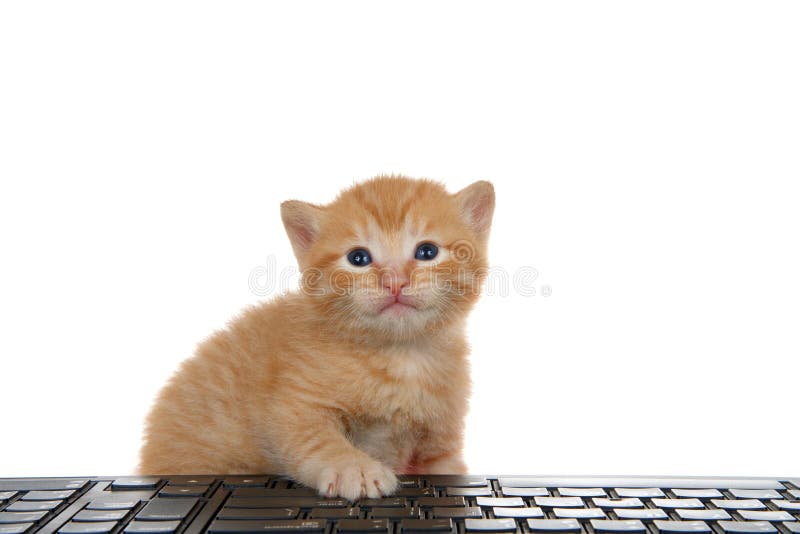 Kitten on the computer stock photo. Image of domestic - 32465300