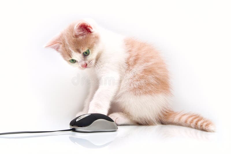 Kitten and Computer Mouse Isolated Stock Photo - Image of felines, face ...