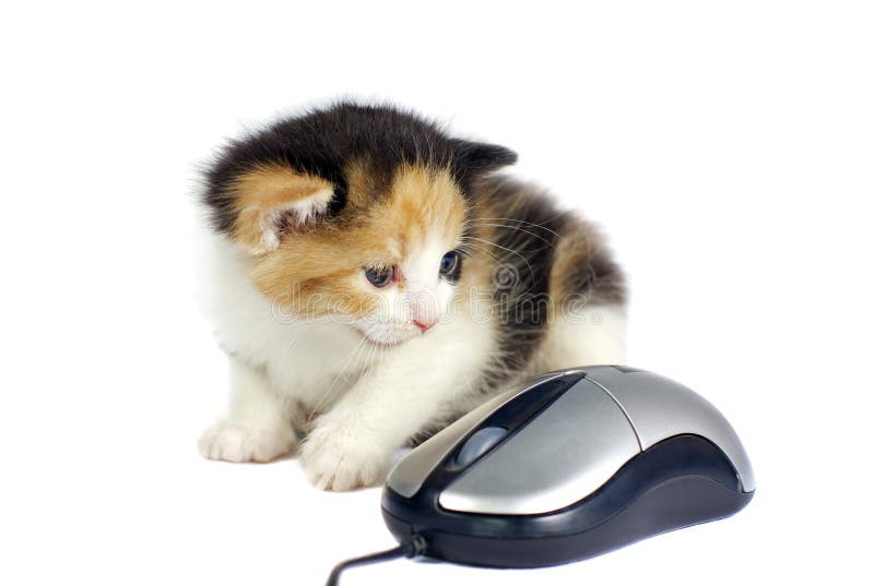 Kitten and Computer Mouse Isolated Stock Photo - Image of felines, face ...
