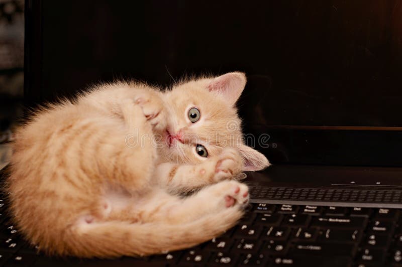 Cat using the computer stock image. Image of keyboard, study - 296803