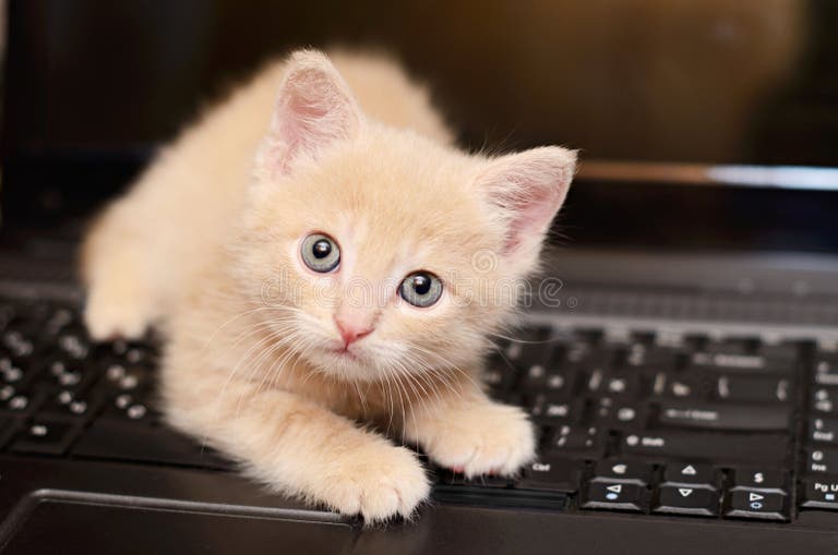 Kitten on the computer stock photo. Image of domestic - 32465300