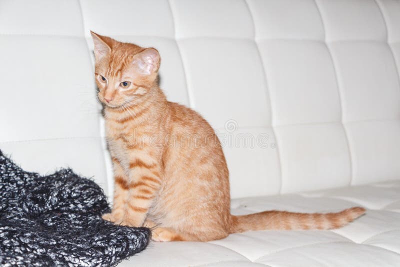 Kitten on a couch stock photo. Image of whisker, domestic - 203578678