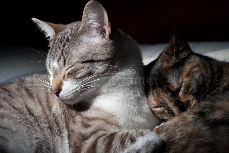 Kitten couple stock image. Image of tender, feline, sweetness - 24210539