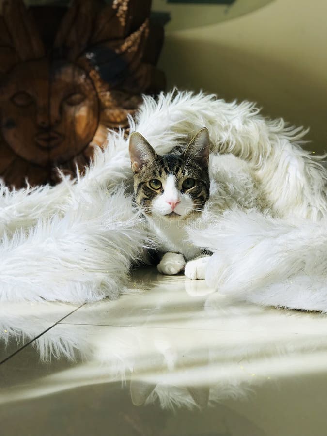 Kitten stock photo. Image of cute, white, cozy, kitten - 162323908