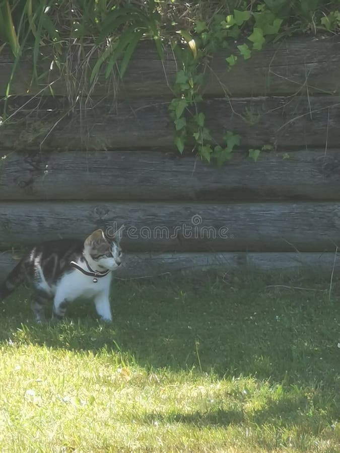 Kitten creeping stock image. Image of animal, culture - 19071511