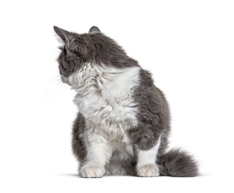 307 Cat Back View Kitten Sitting Isolated White Stock Photos - Free ...
