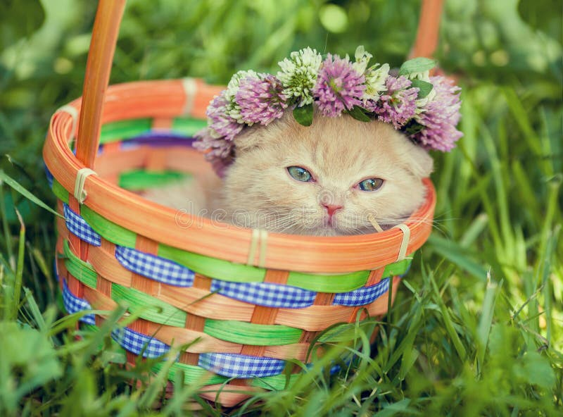Kitten Crowned with a Chaplet of Clover Stock Image - Image of mammal ...