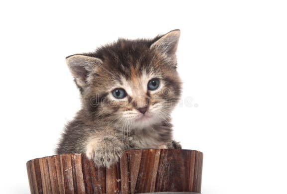 Kitten crying in a barrel stock photo. Image of cute - 15133308