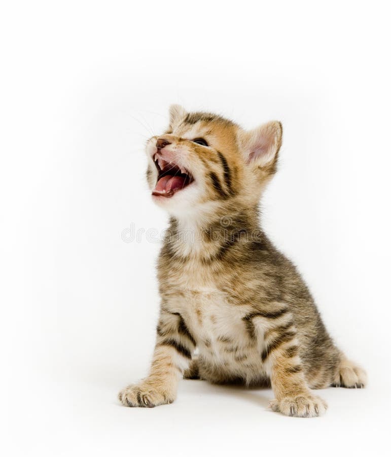 Kitten crying on white stock image. Image of watch, friend - 2622669