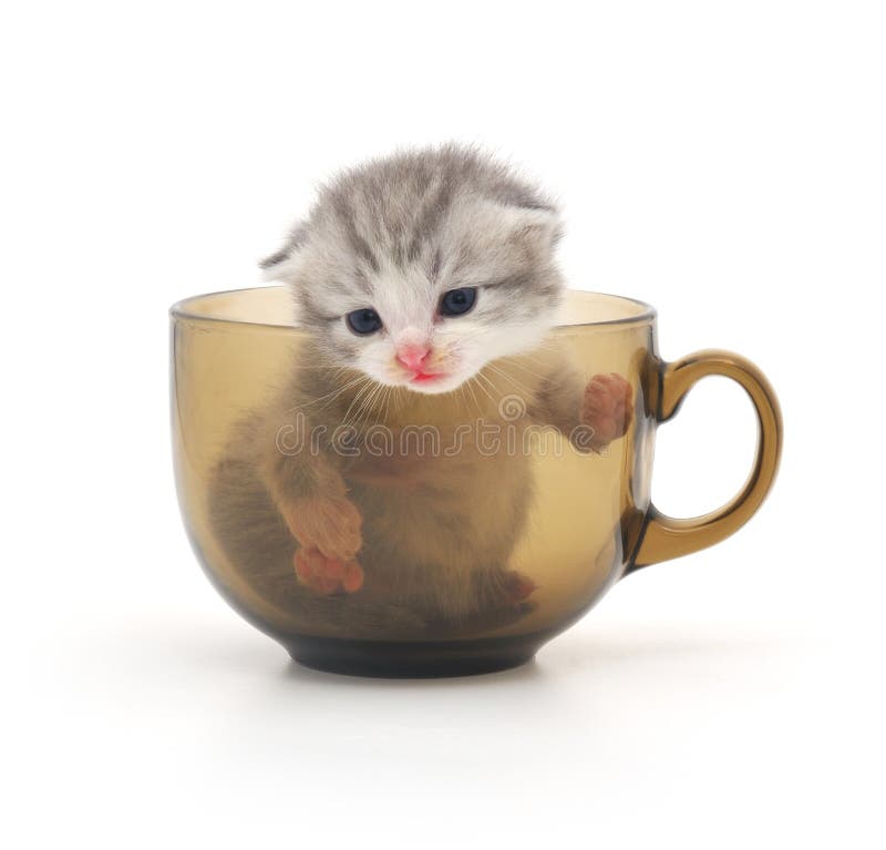 Kitten in cup stock photo. Image of domestic, drink, household - 14555434