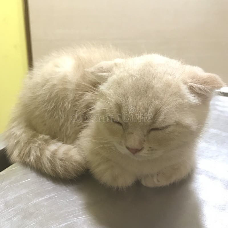 Americanfold Stock Photos - Free & Royalty-Free Stock Photos from ...