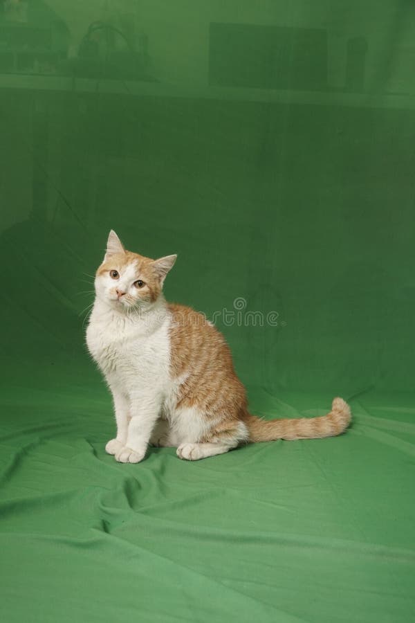Kitten Cute in Green Screen Stock Photo - Image of carnivore, grass ...